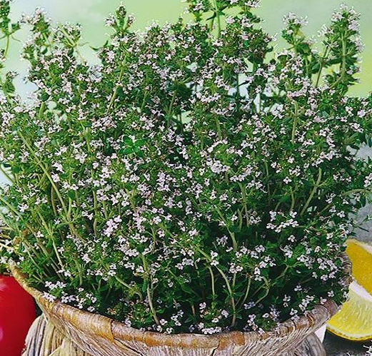 Seminţe de plante pentru sezonul rece -Cimbrișorul de câmp – Kertimag