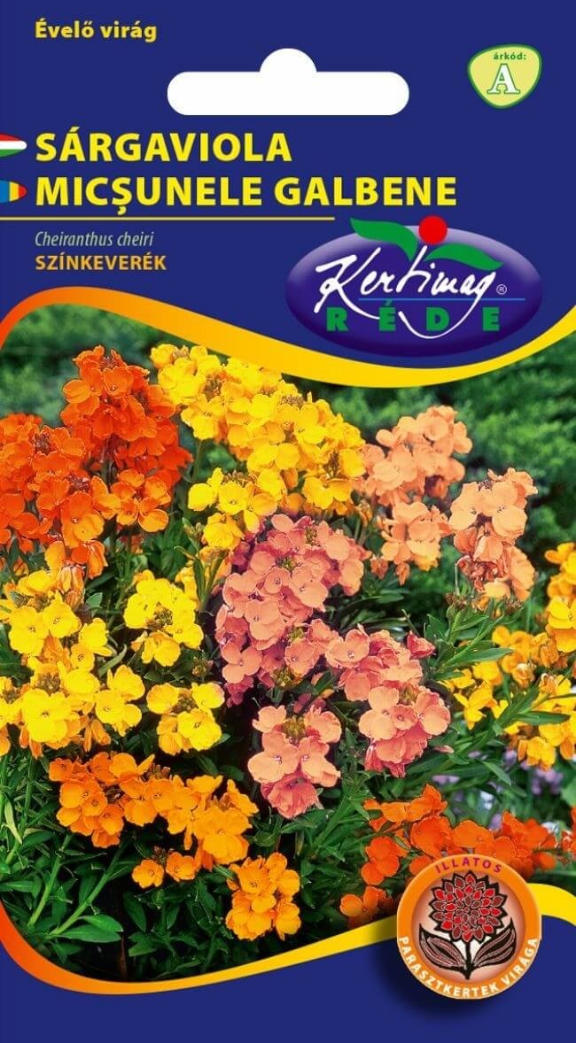 Seminte Micsunele ruginii / Cheiranthus cheiri – Kertimag